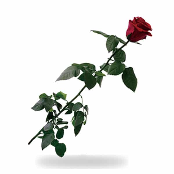 ROSA 70cm - PUKA Flores Preservadas